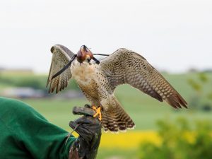 The Best Things to Do in Killarney - A Complete Guide