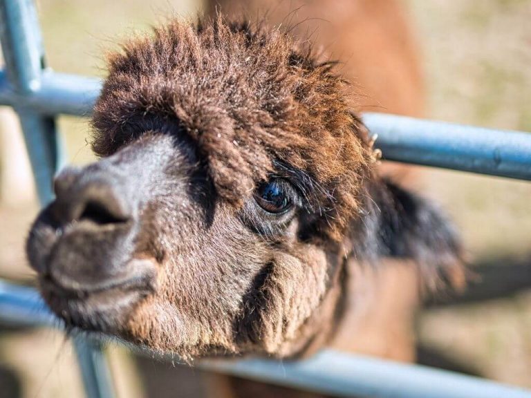 Best Alpaca Trekking and Alpaca Walking Ireland Has to Offer