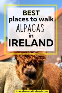 Best Alpaca Trekking and Alpaca Walking Ireland Has to Offer