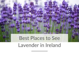 50+ Places to See the Best Bluebells Ireland Has to Offer - Travel ...