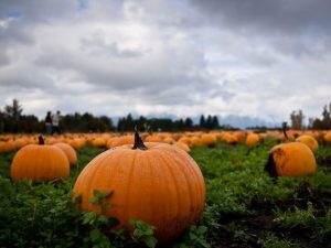 27 Best Pumpkin Patches in Ireland: Carve Out the Perfect Day Trip