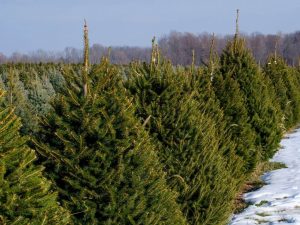 Best Christmas Tree Farms in Ireland – Where to Buy Your Real Tree