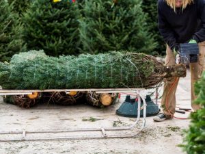 Best Christmas Tree Farms in Ireland – Where to Buy Your Real Tree