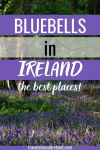 Best Bluebells Ireland: 50+ Places to Get Immersed in the Sea of Blue