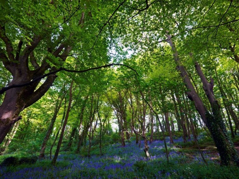 Best Bluebells Ireland: 50+ Places to Get Immersed in the Sea of Blue