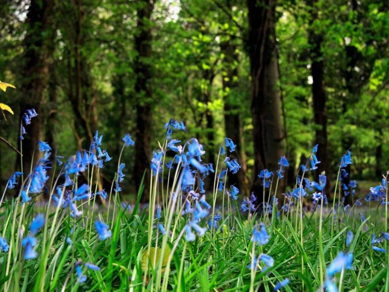 Best Bluebells Ireland: 50+ Places to Get Immersed in the Sea of Blue