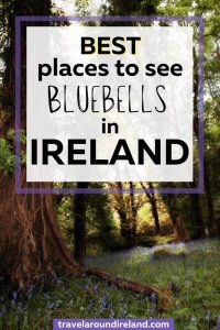 Best Bluebells Ireland: 50+ Places to Get Immersed in the Sea of Blue