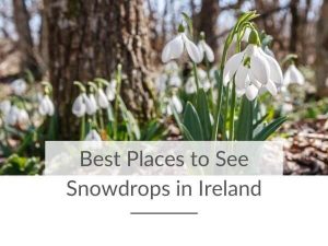 50+ Places to See the Best Bluebells Ireland Has to Offer - Travel ...
