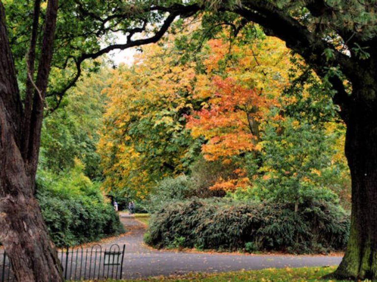 The Best Places to See Fall/Autumn Leaves in Ireland