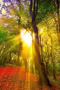 The Best Places to See Fall/Autumn Leaves in Ireland