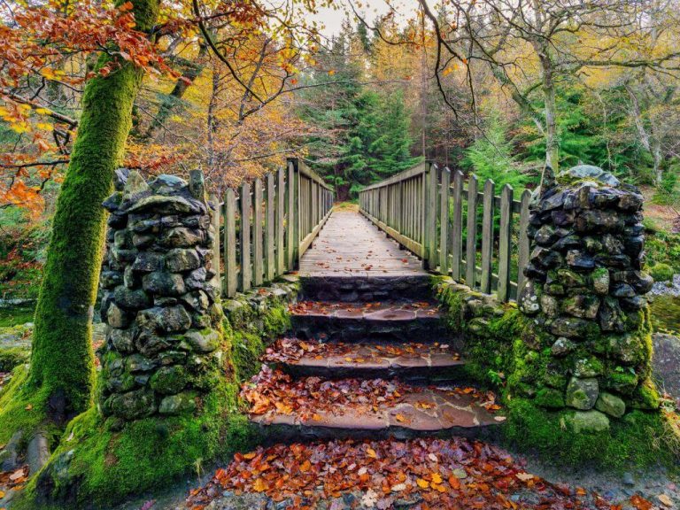 The Best Places to See Fall/Autumn Leaves in Ireland