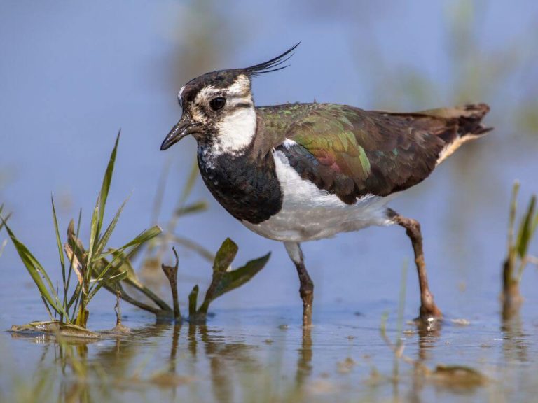 What is the National Bird of Ireland?