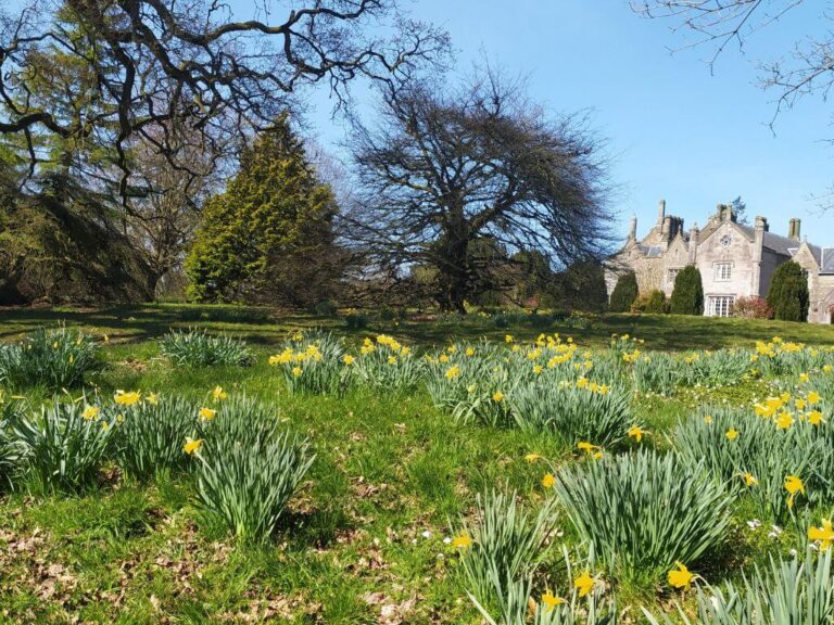 Where Can You See Beautiful Daffodils in Ireland in Spring