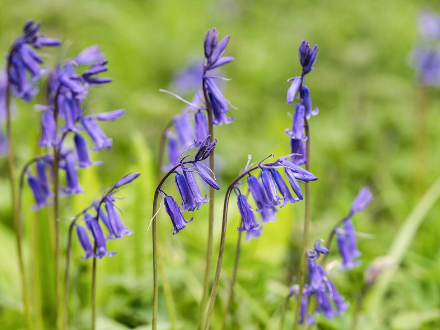 Ireland in Spring: A Quick Guide to the Best Places to Visit and What ...