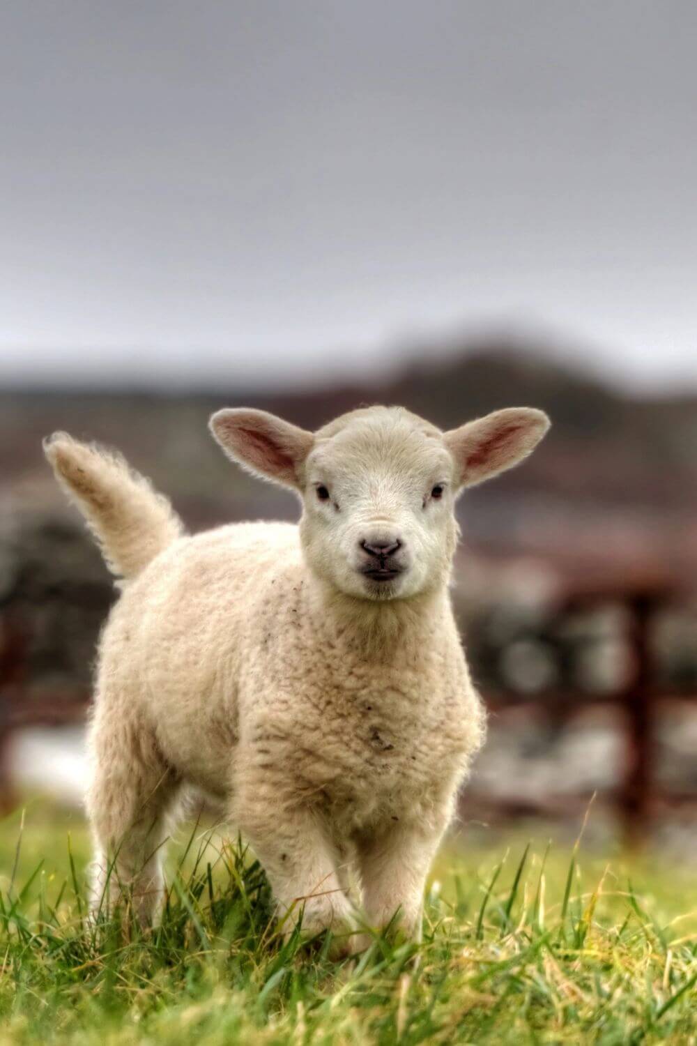 Ireland in Spring: A Quick Guide to the Best Places to Visit and What ...